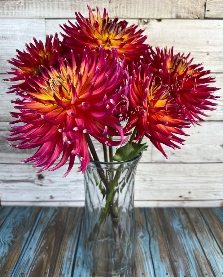 2025 Dahlia Tubers – RainySunday