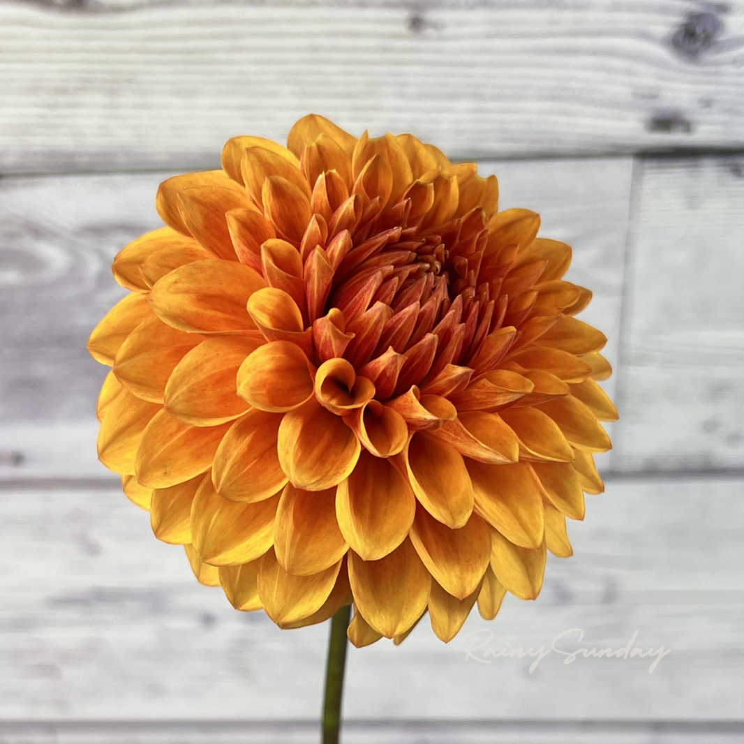2025 Dahlia Tubers – RainySunday