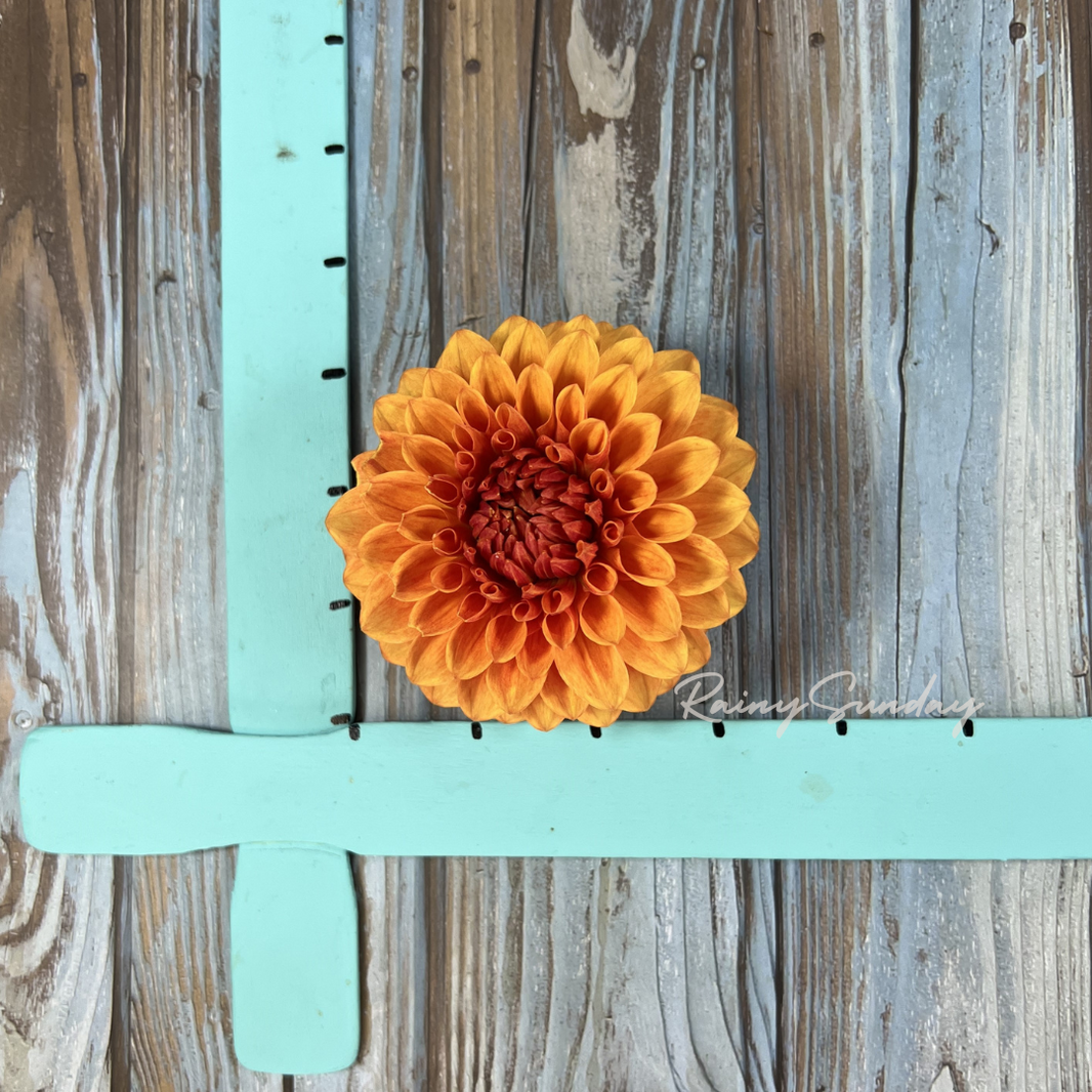 2025 Dahlia Tubers – RainySunday