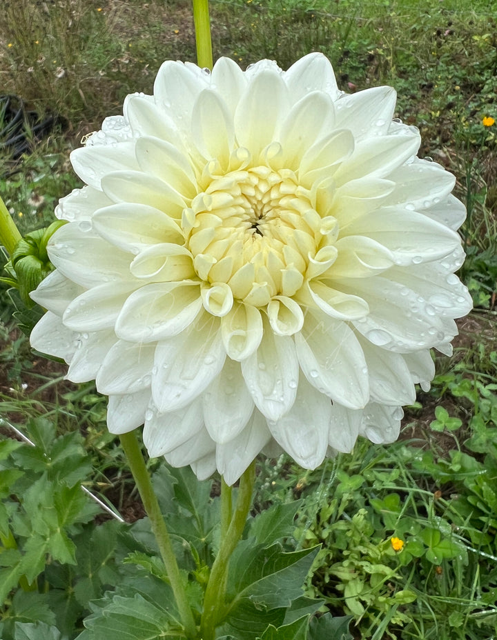 2025 Dahlia Tubers – RainySunday