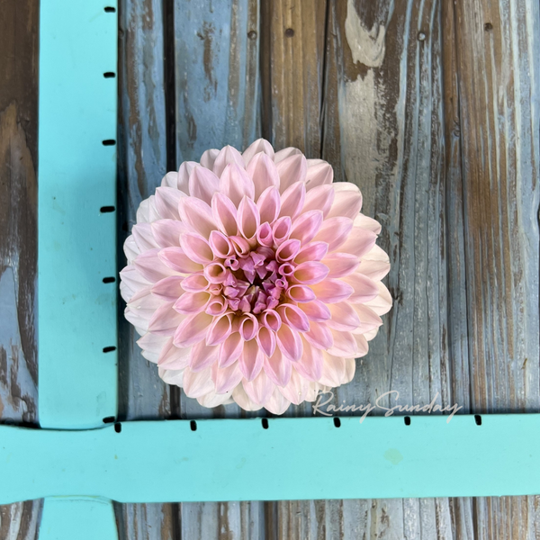 Bloomquist Tory P – RainySunday