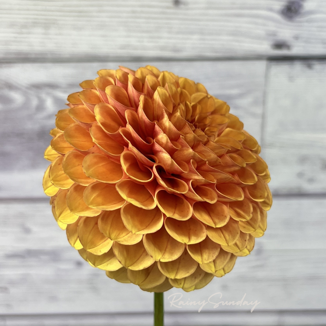 HY Suntan – RainySunday