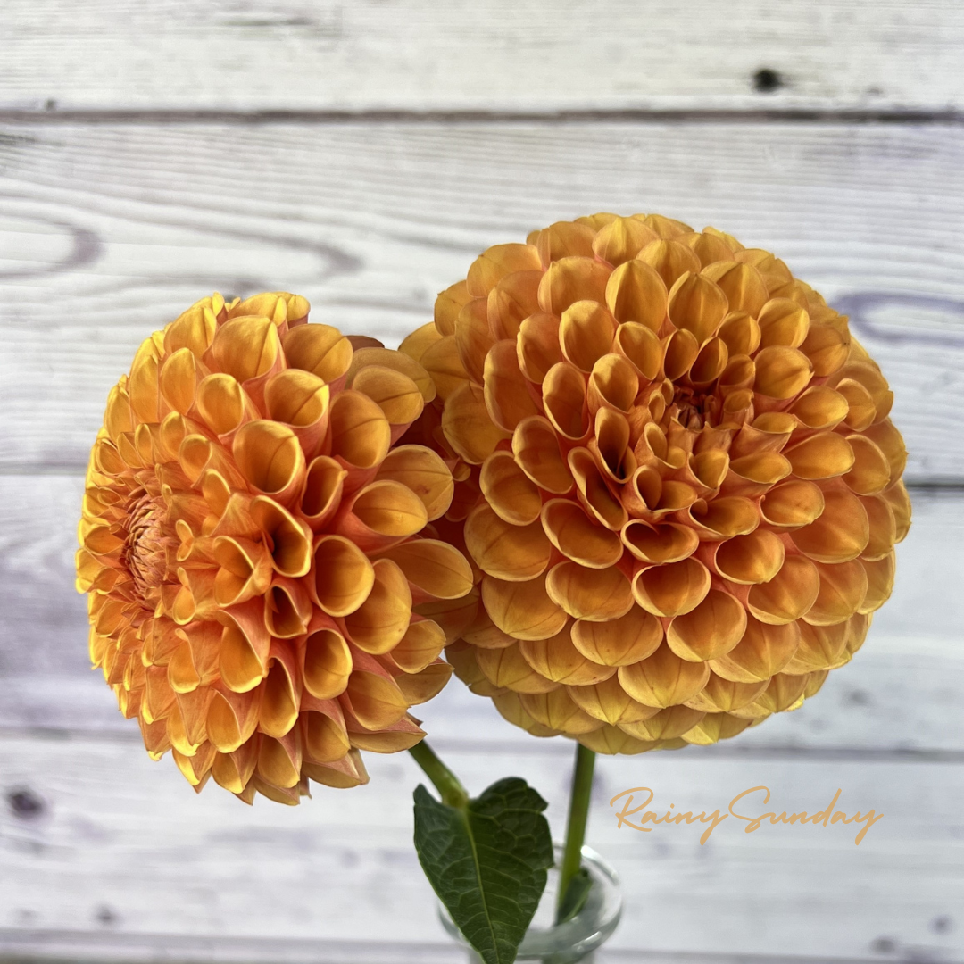 HY Suntan – RainySunday