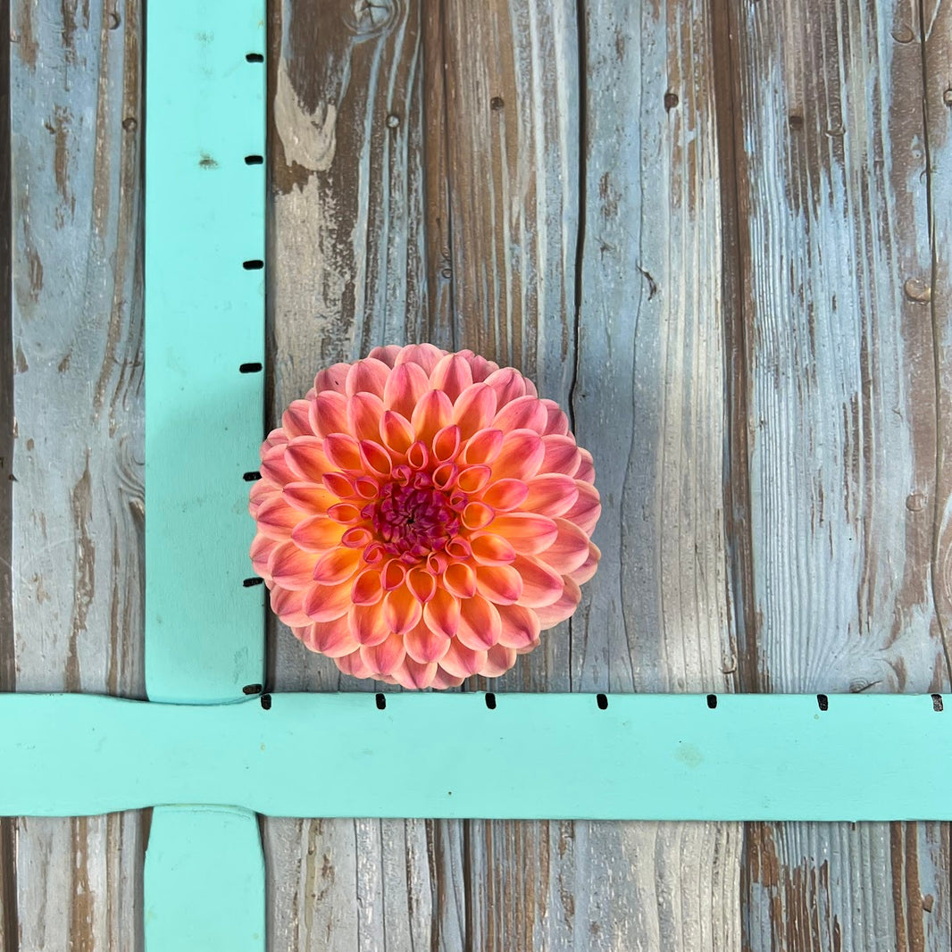 2026 Dahlia Tubers – Page 3 – RainySunday
