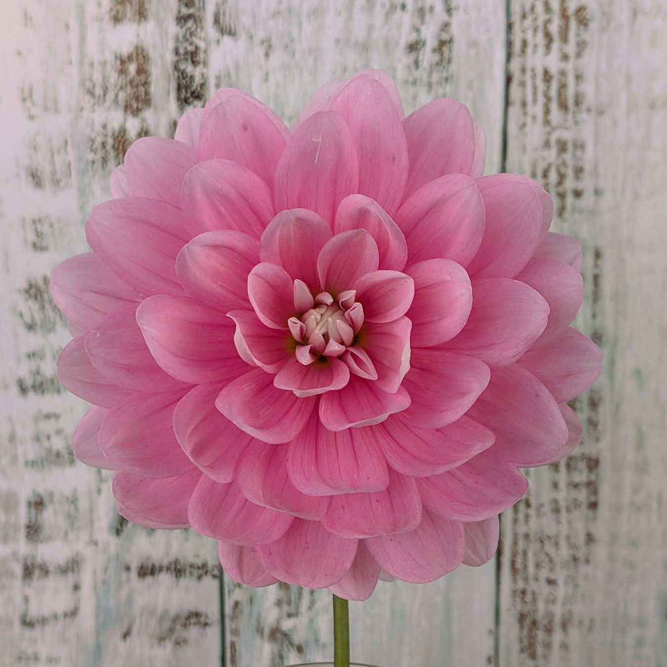 Hollyhill Pink Parfait – RainySunday