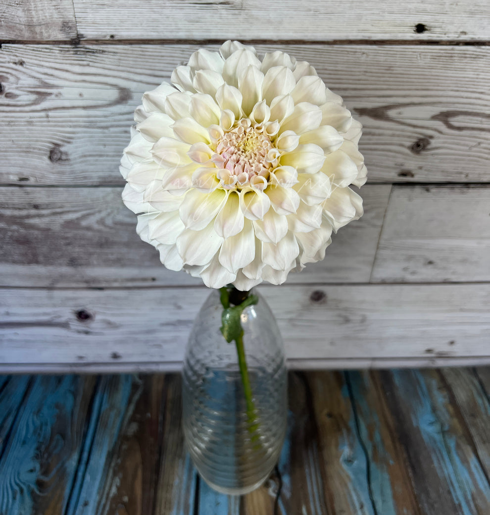 Irish Ruffles – RainySunday