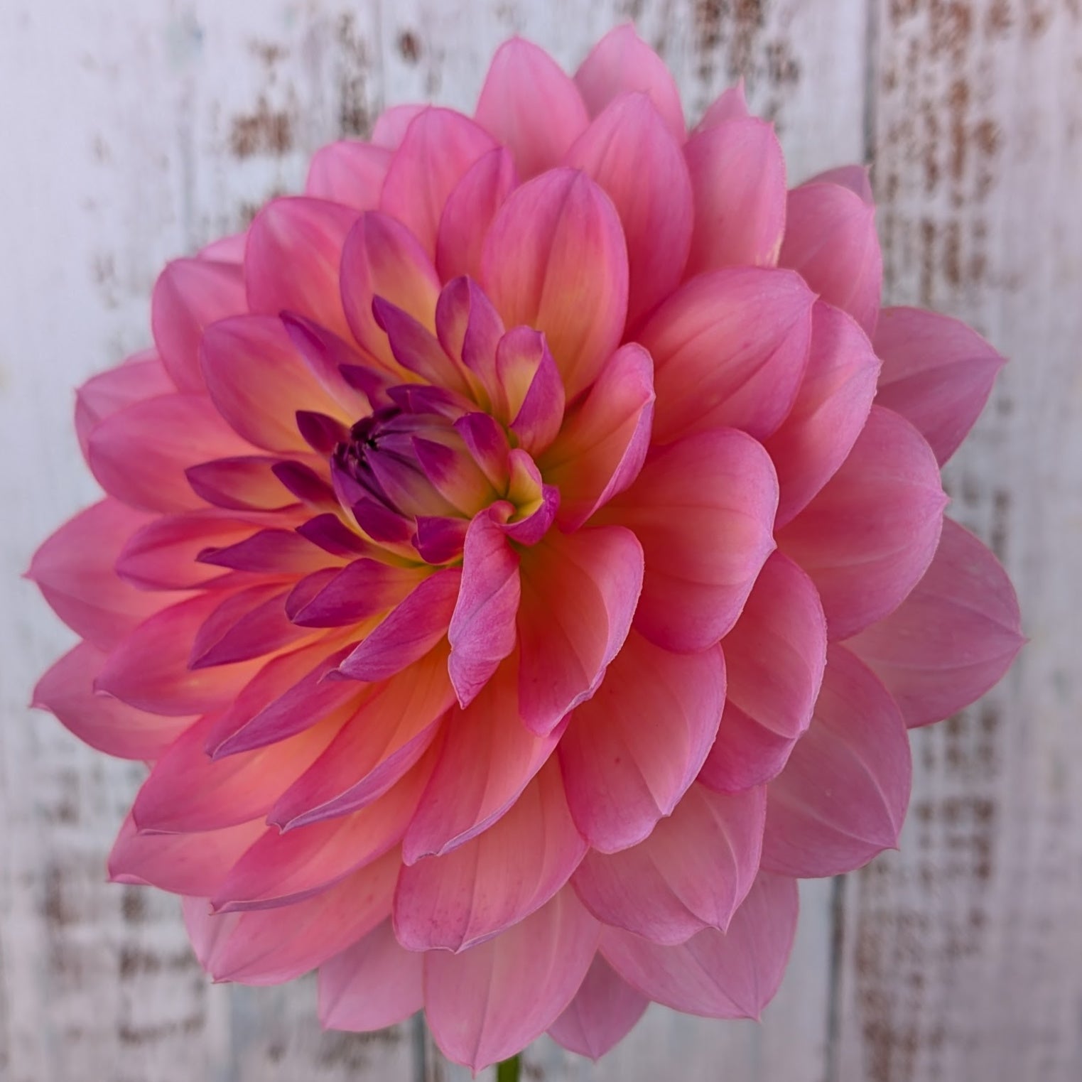 Sandia Rose – RainySunday
