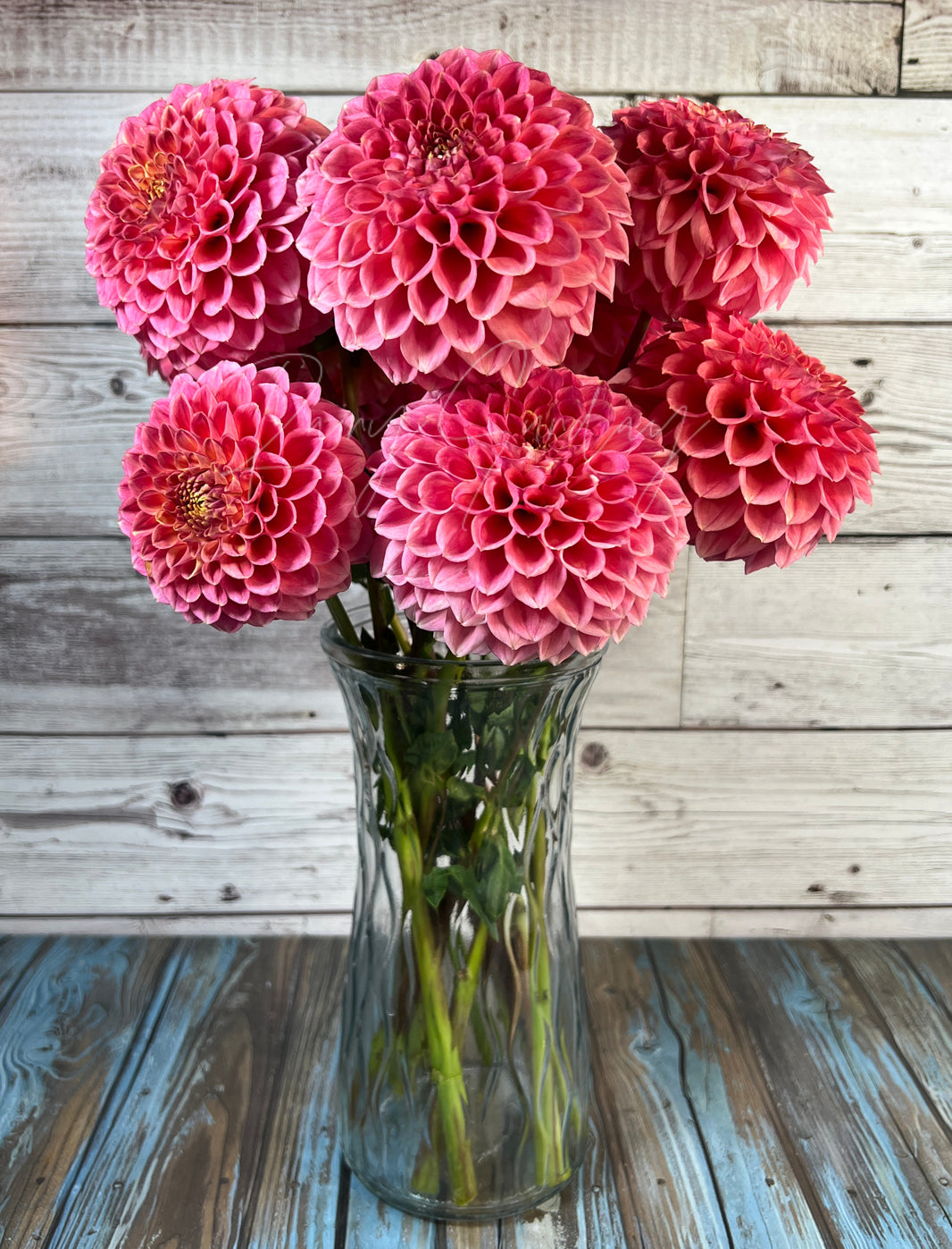 Dahlia Library – Page 7 – RainySunday